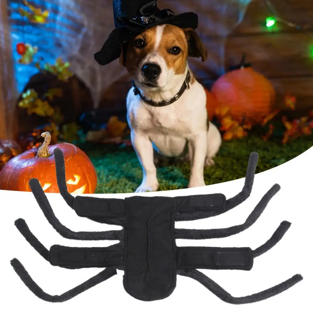 Dog Spider Halloween Costumes