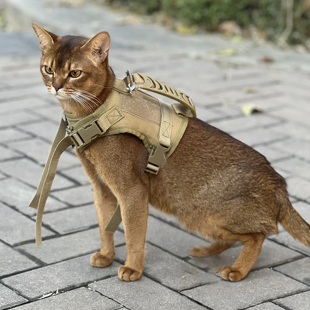 Everything You Need to Know About Military Cats and Their Tactical Gear
