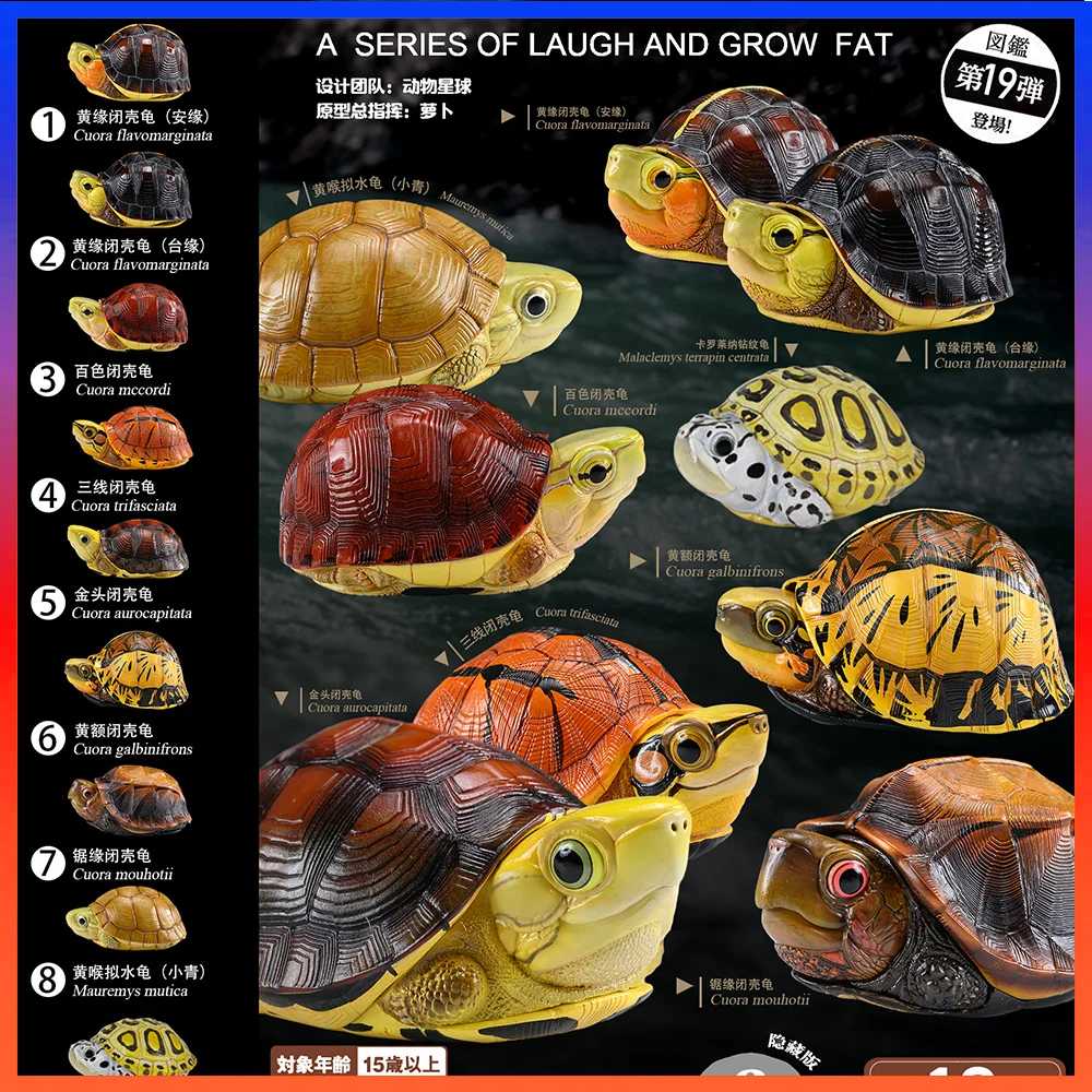 Animal-Planet-10cm-Colorful-Closed-Shell-Turtle-Carolina-Diamond-Turtle-Gold-Head-Closed-Shell ...