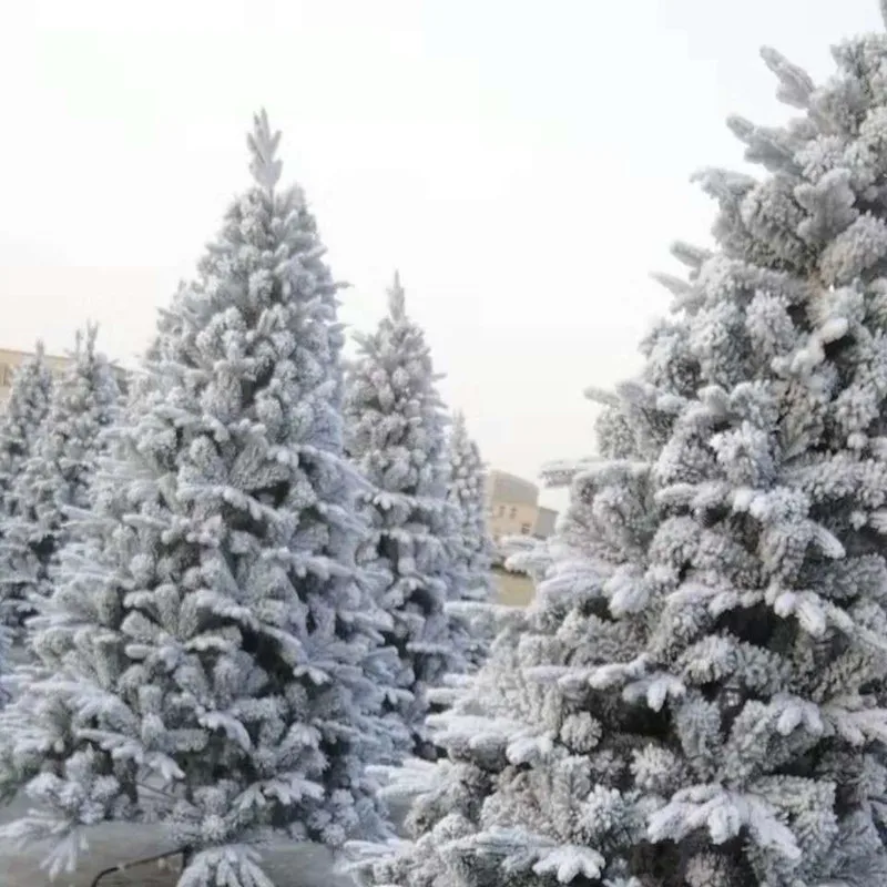 Christmas Trees With Snow