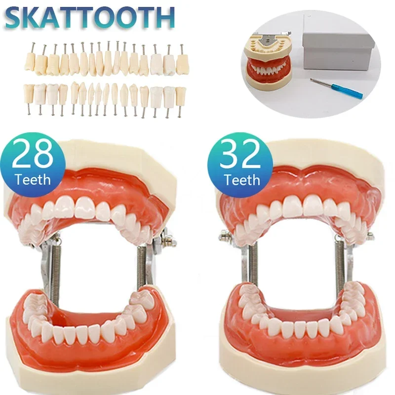 32-Teeth-Dental-Teaching-Model-Soft-Gum-Resin-Typodont-Teeth-Model-for ...