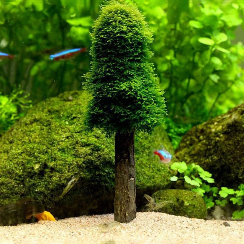 Java Moss Aquascape