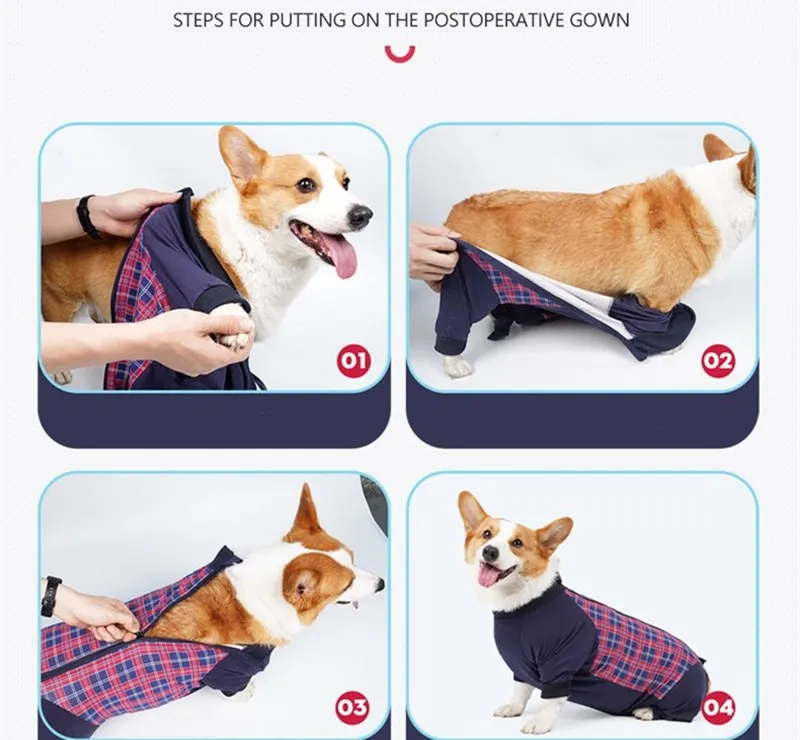 Dog Putting On Clothes