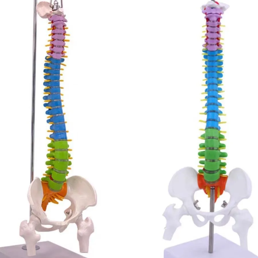 Modelo-de-columna-humana-curvada-de-color-pelvis-Espinal-v-rtebras ...