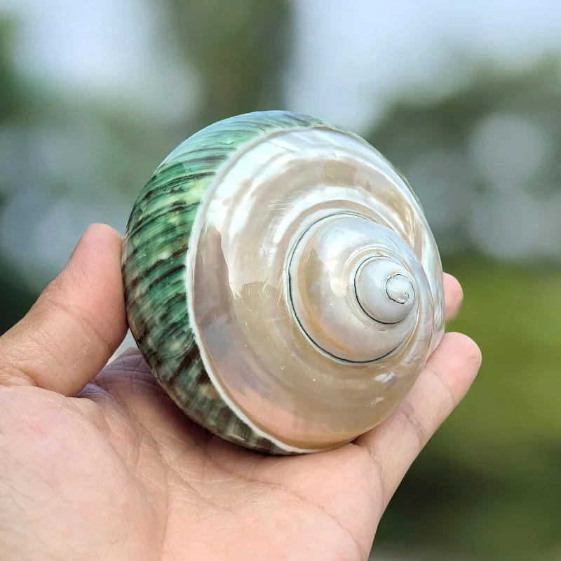 Natural-Semi-fluorescent-Green-Conch-Seashell-Sea-Shells-Home ...