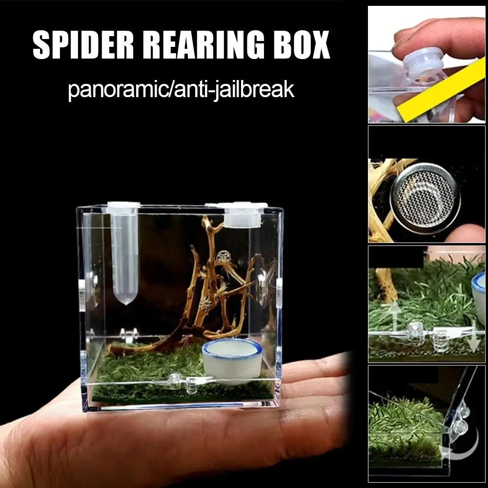 Jumping-Spider-Habitat-Acrylic-Breeding-Box-Cage-for-Spiders-Small ...