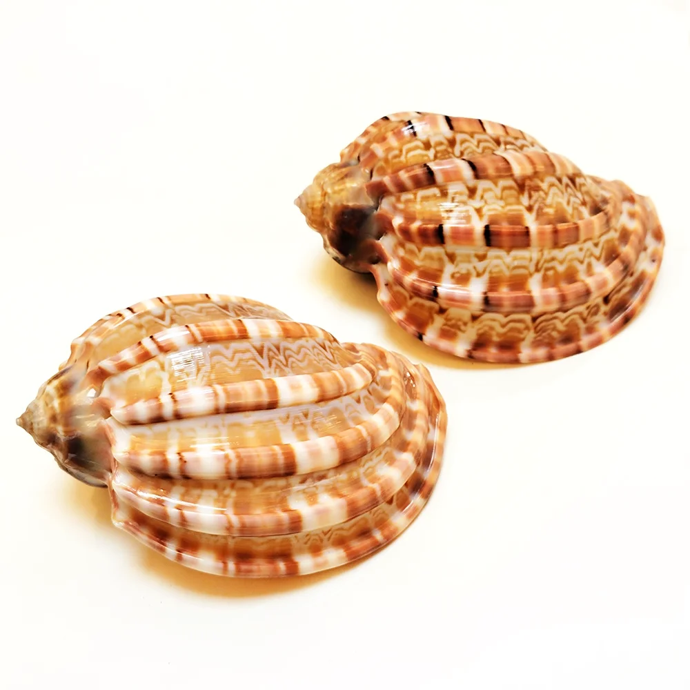 2-PC-Imperial-Harp-Sea-Shells-Mediterranean-Hermit-Crab-Shells-Perfect ...