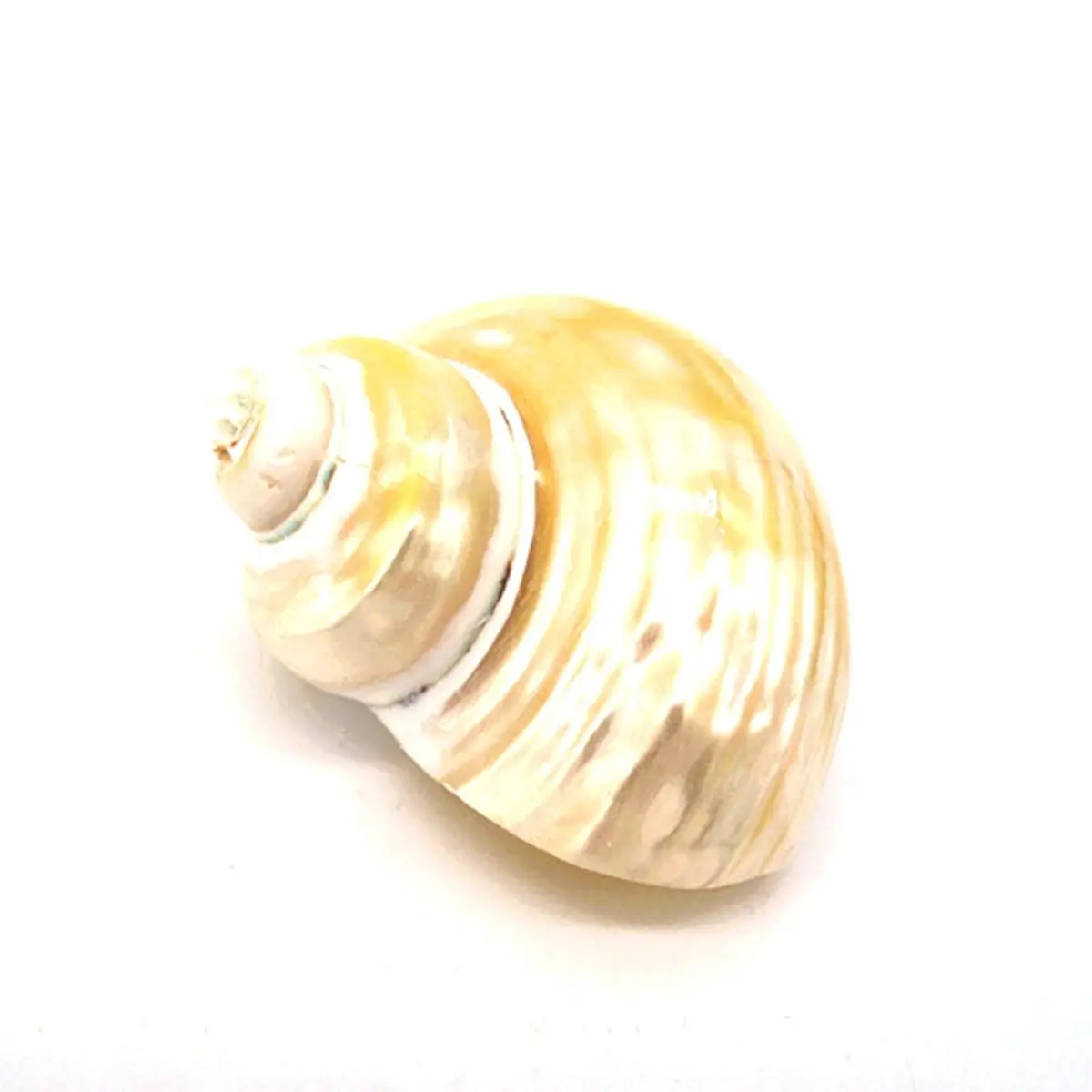 Simple-Natural-Silver-Hermit-Crab-Shell-Aquarium-Fish-Tanks-Landscaping ...