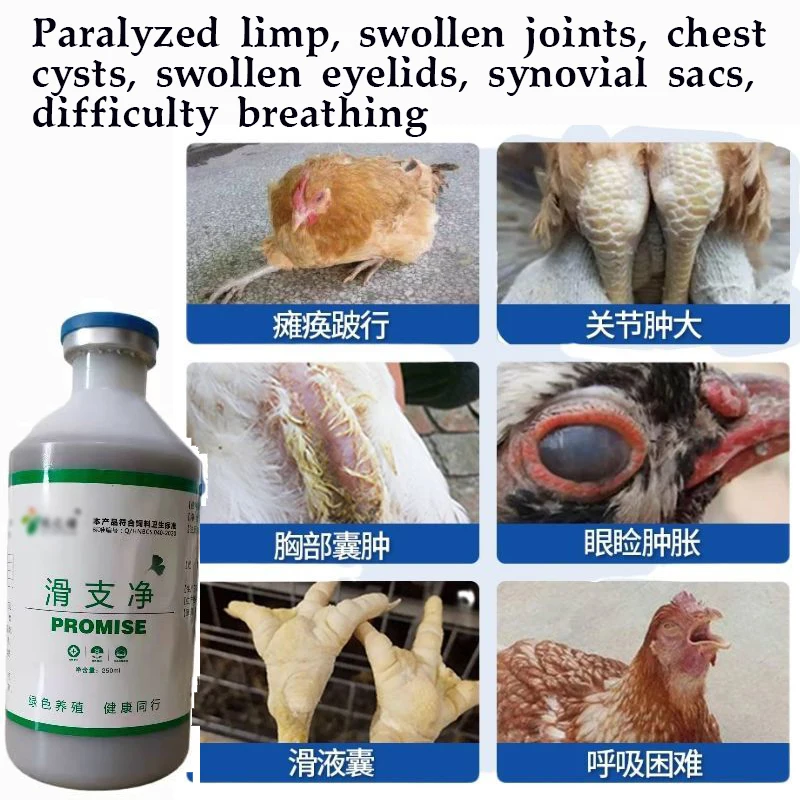 Chickens-and-ducks-swollen-joints-cough-snoring-Mycoplasma-bursa ...