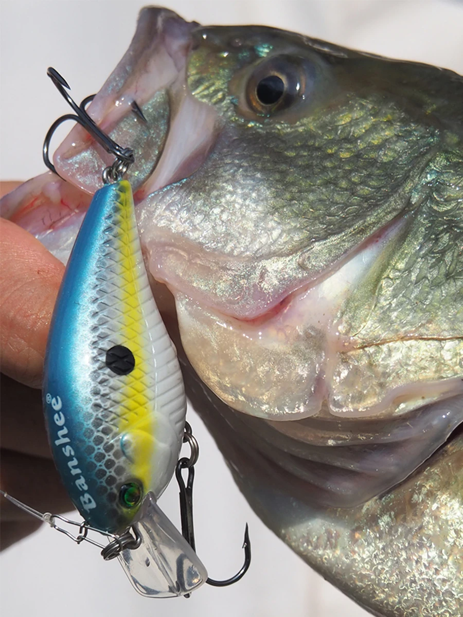 60mm-12g-Blitz-Crank-Floating-Fishing-Lure-Rattle-Sound-Wobbler-Square ...