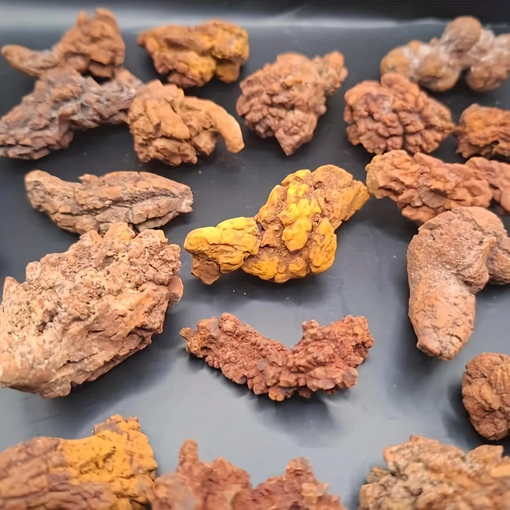 1pc Rough Coprolite, Fossilized Poo, Poop Fossil | Fossilized Poo ...