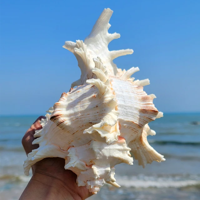 White Conch Shell