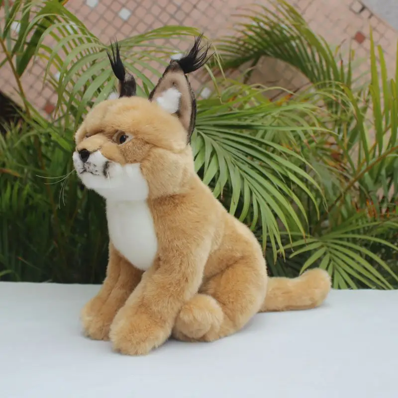 Baby African Golden Cat