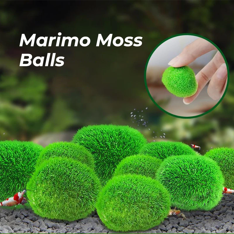 2cm-4cm-Marimo-Moss-Balls-Live-Aquarium-Plant-Algae-Fish-Shrimp-Tank-Ornament-Simulation-Green ...