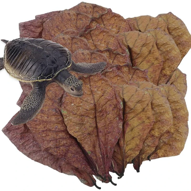 Betta Shrimp Leaves Catappa Indian Almond Leaves Comfortable Snakes ...
