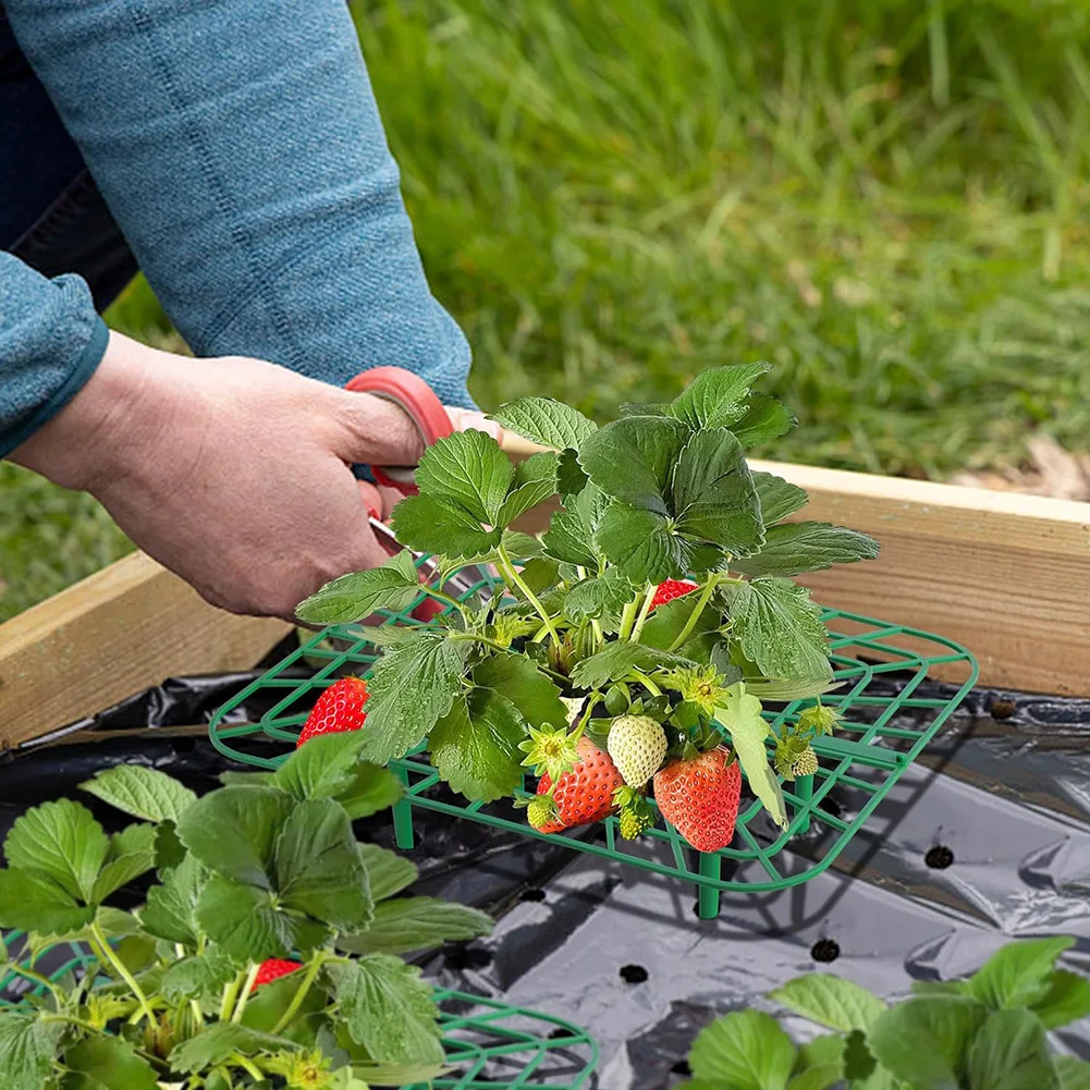 Square Strawberry Support Stands – Garden Exploration