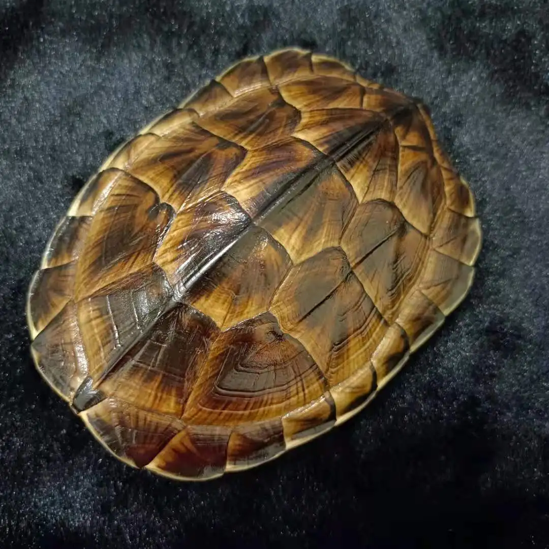 1pcs Real tortoise shell is natural and complete, real tortoise shell ...