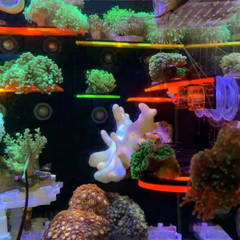 Saltwater Coral Frags
