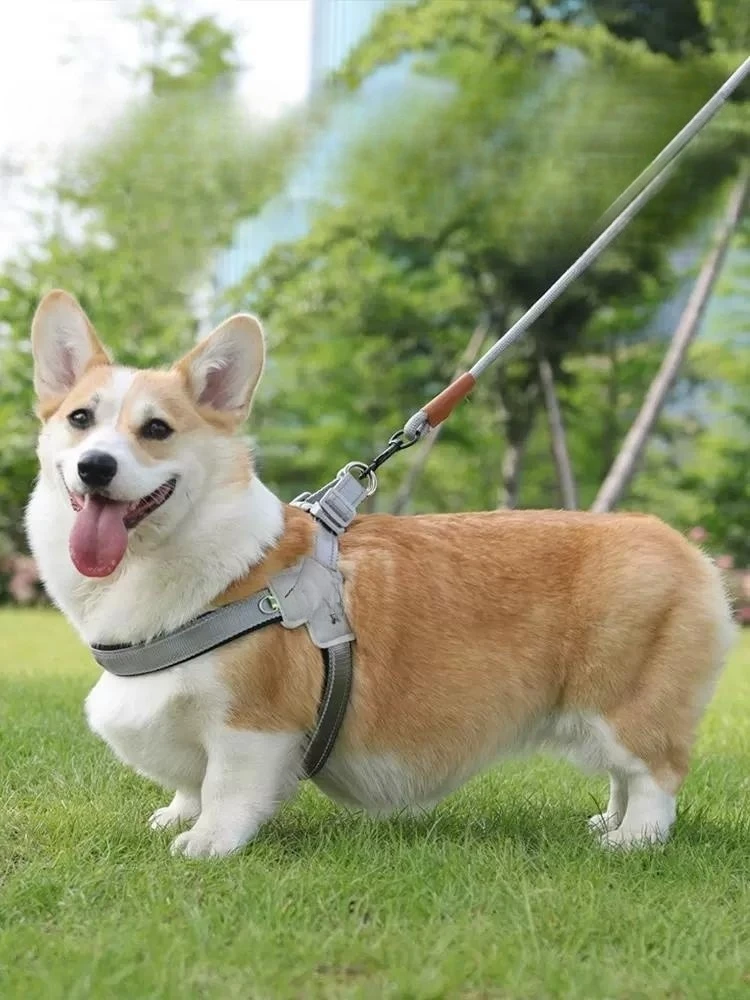 Dog Chest Strap Leash Small And Medium Dog Fighting Corgi Shiba Collar ...