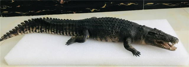 Lolong Taxidermy