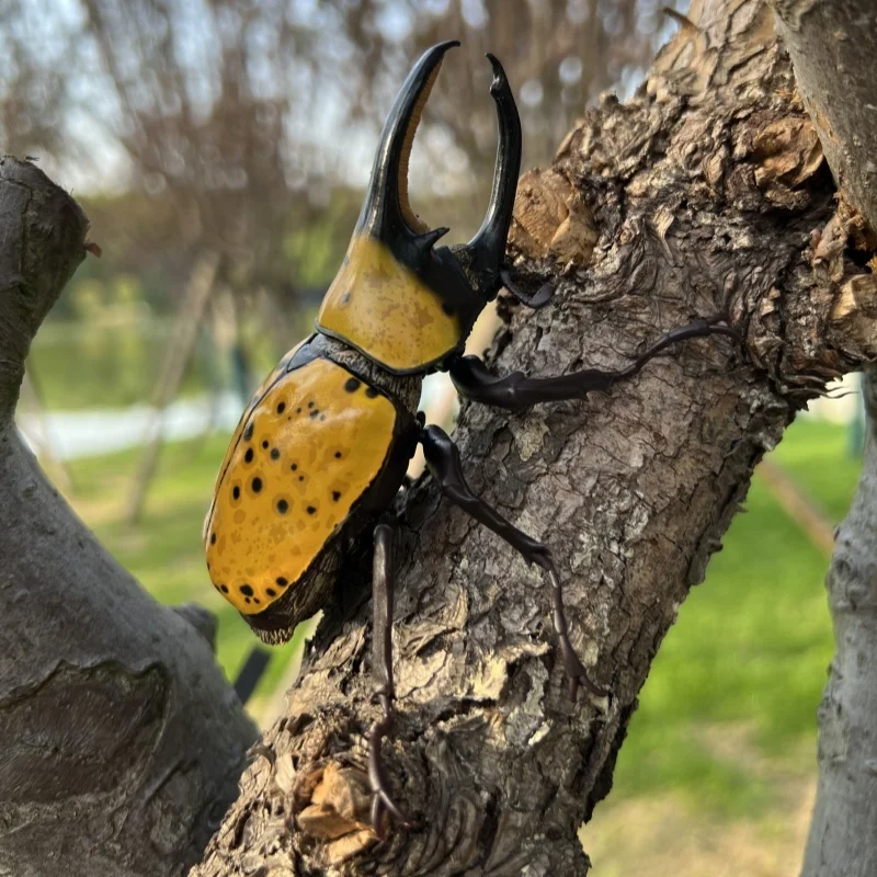 BANDA Insect Encyclopedia Gashapon Dynastes Neptunus Golden Scarab ...