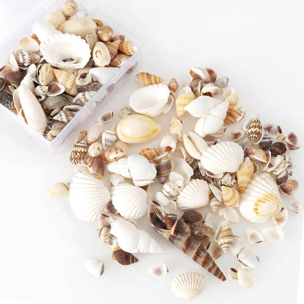 Mix Natural Sea Shells Conch Ocean Decor Craft Diy Beach Decorations ...