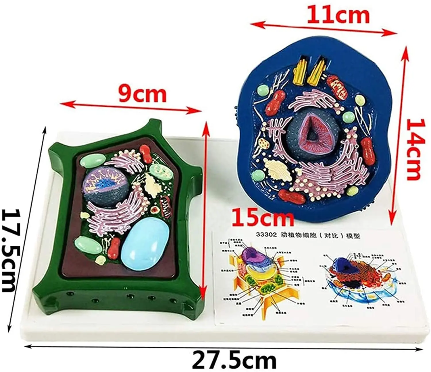 Animal And Plant Cell Models