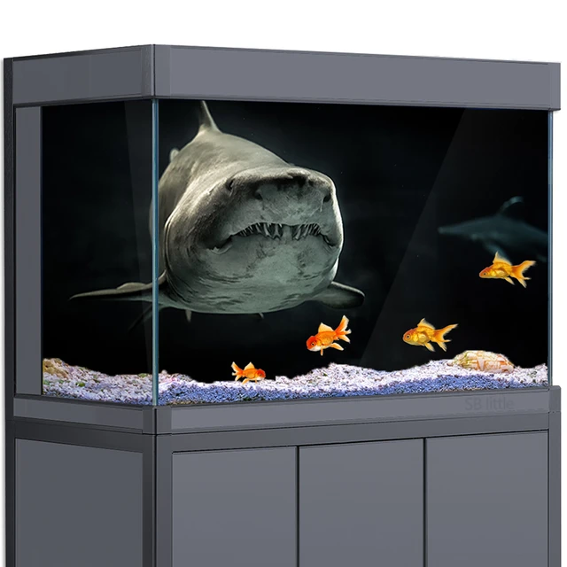 Pet Sharks In Tank