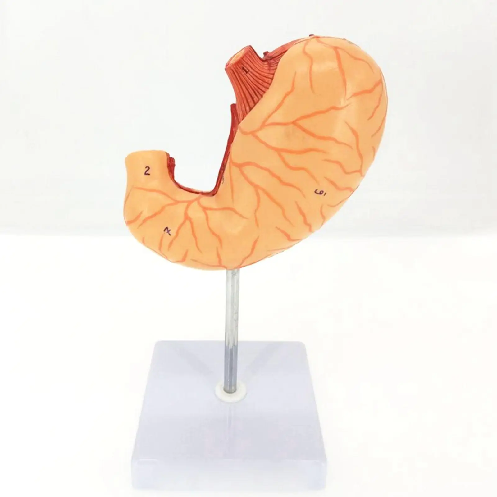 2-Parts-Human-Stomach-Anatomical-Life-Size-Medical-Model-Vessels-and ...