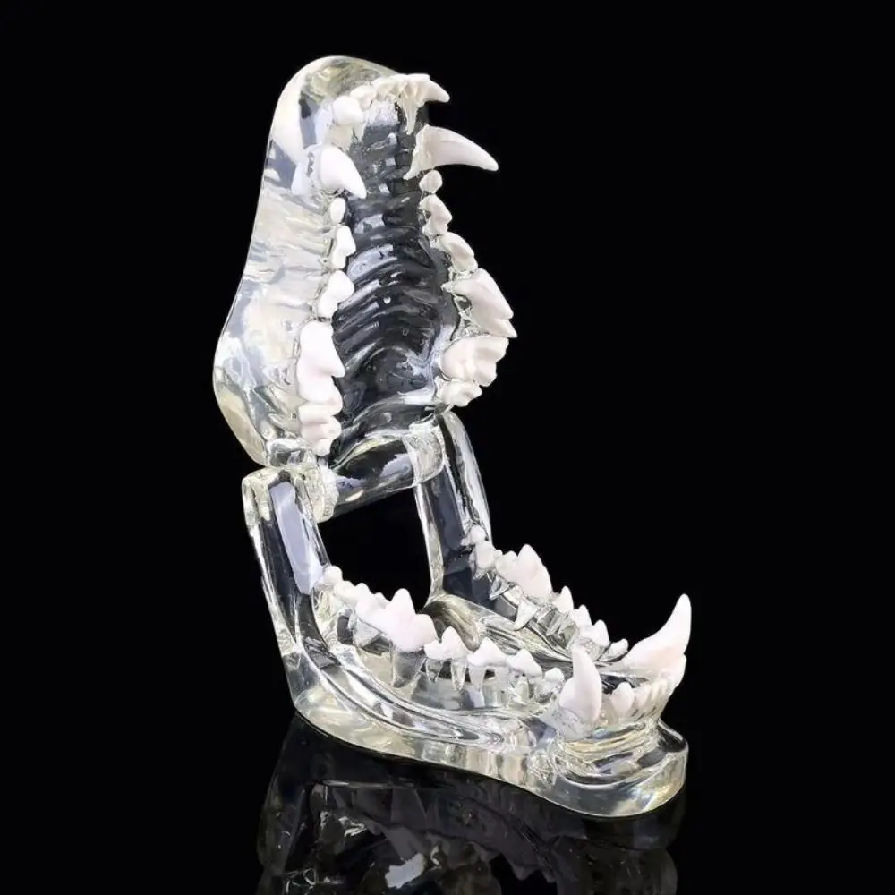 Transparent Dental Animal Resin Teeth Educational Dog Cat Rabbit Dental ...