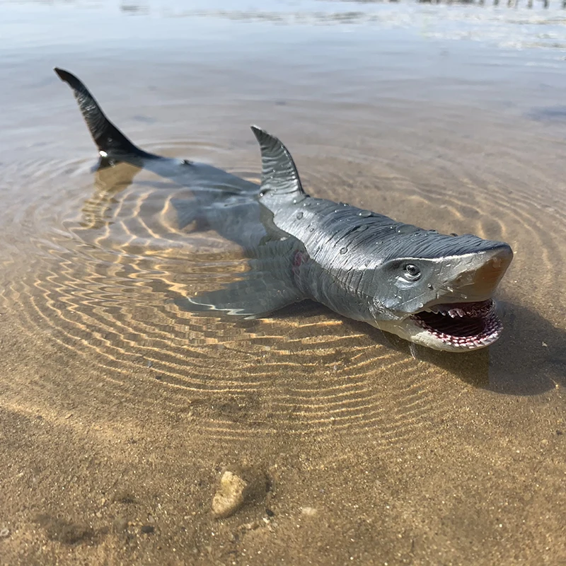 Washed Up Megalodon Shark