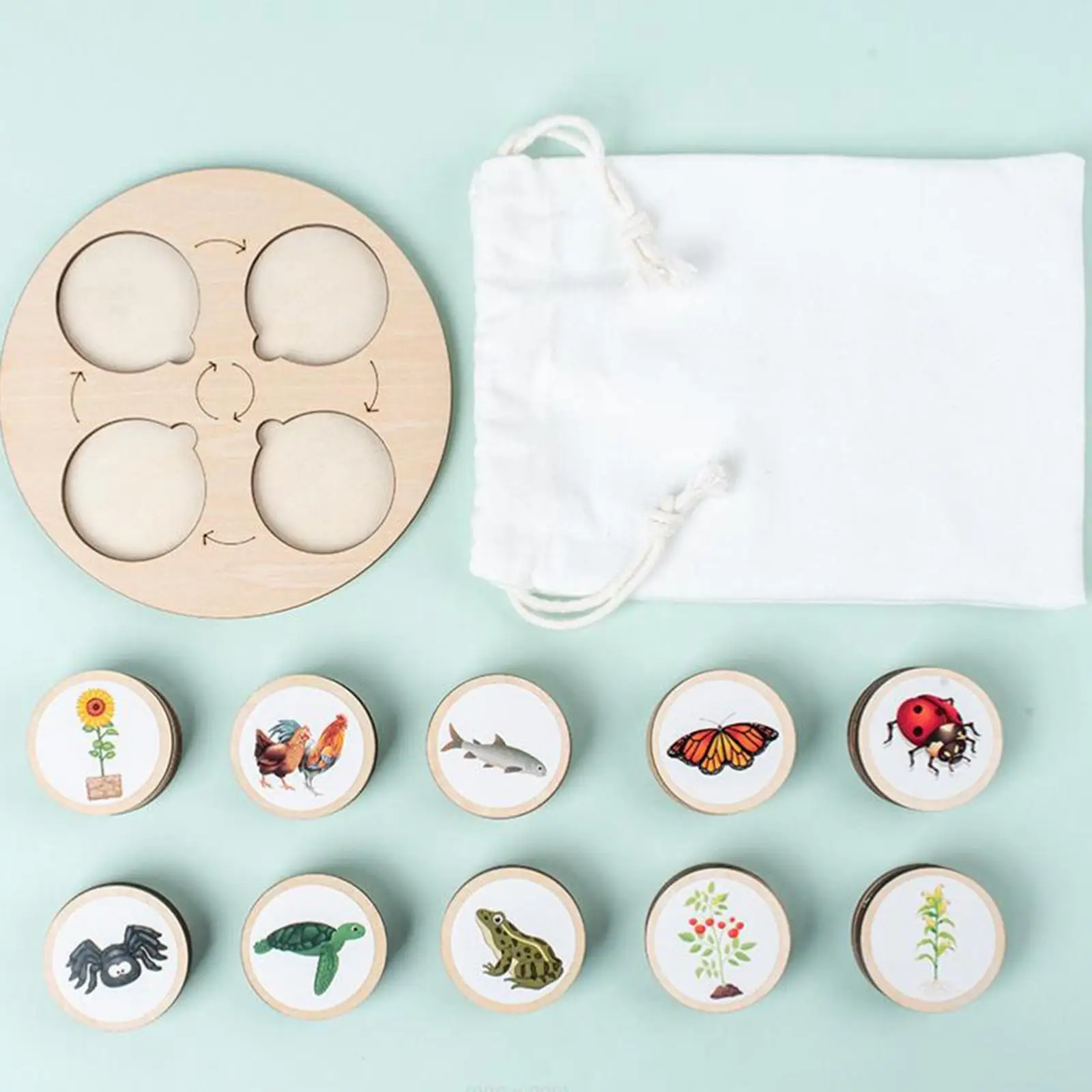Baby Life Cycle Stages