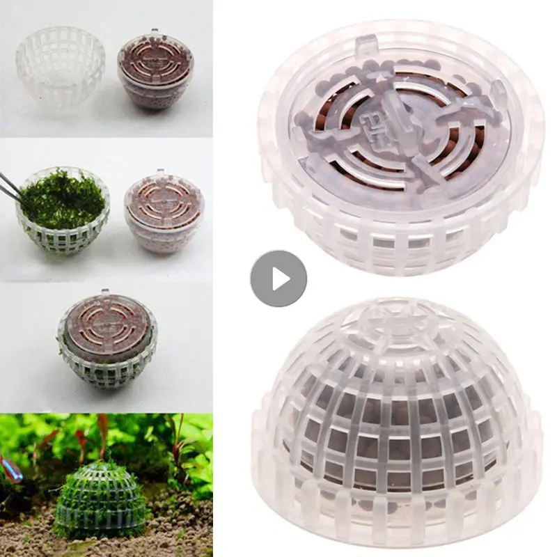 Marimo Shrimp Aquarium