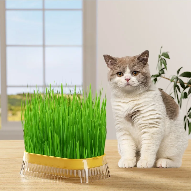 Pet-Cat-Grass-Pot-Food-Grass-Soilless-Hydroponic-Planting-Box ...