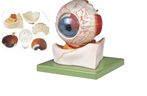 Eye-structure-magnification-model-Eye-enlargement-model-Eye-anatomy ...