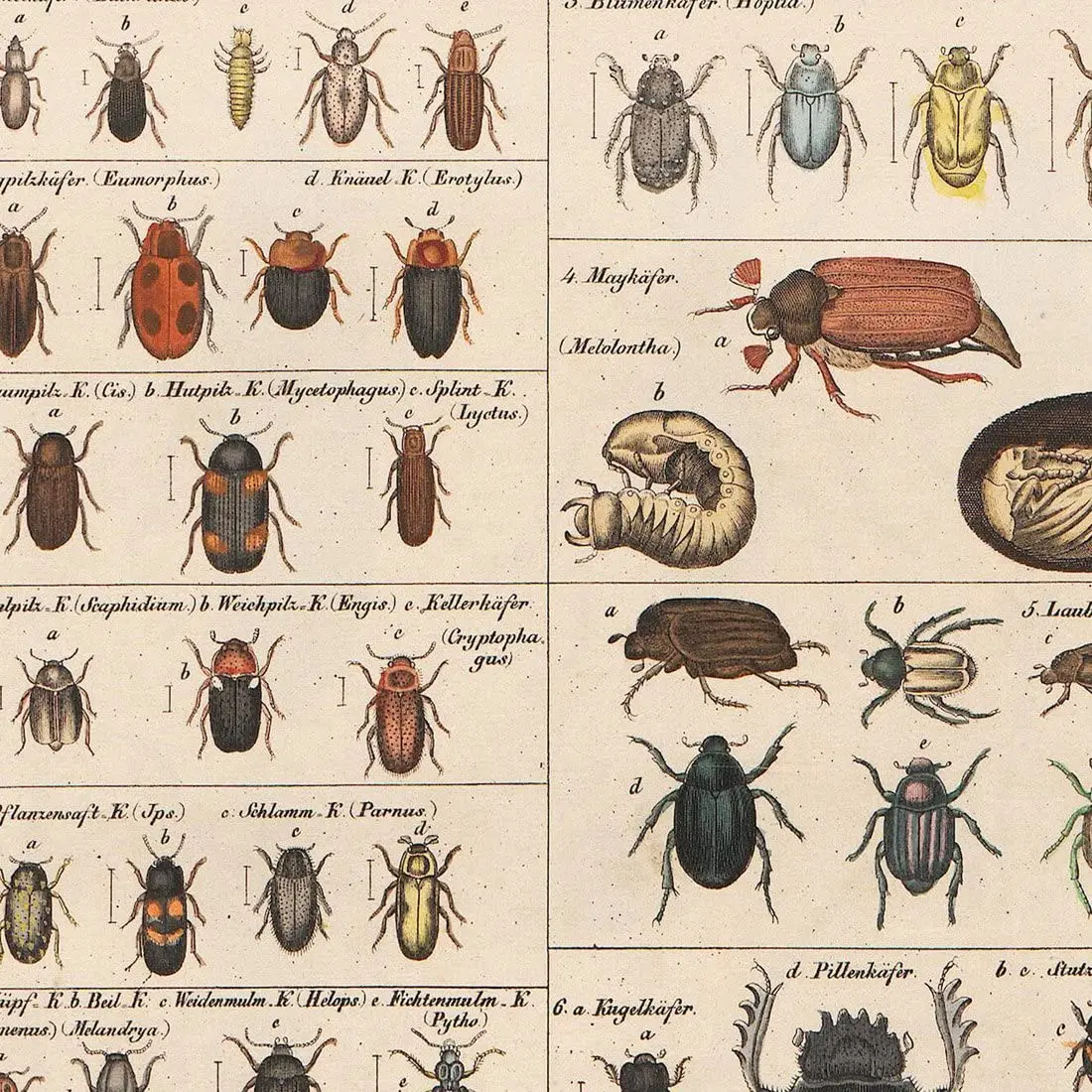 Insect Identification Chart