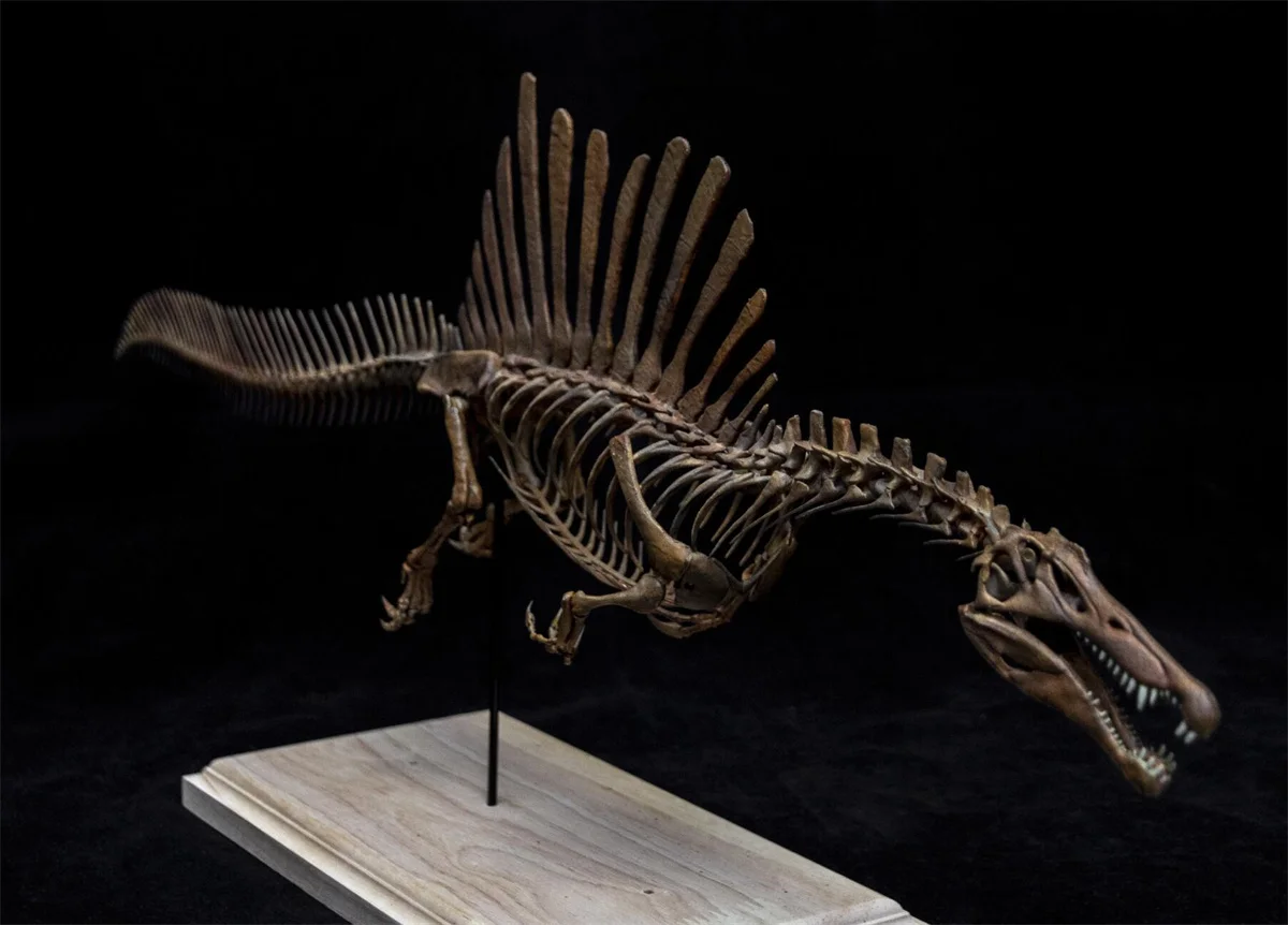 Spinosaurus Skeleton Model