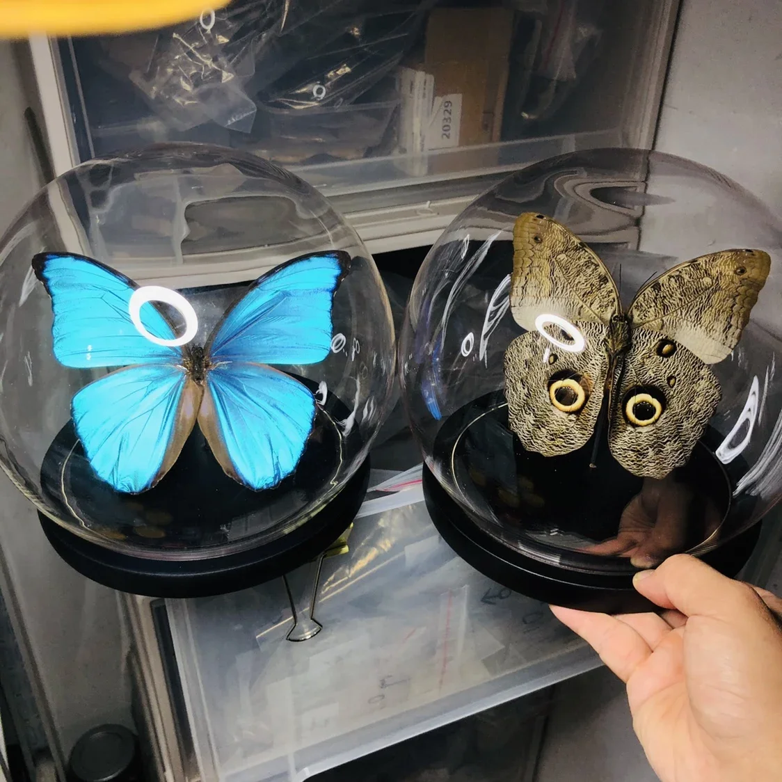 Real-Butterfly-Specimens-Ornaments-Handmade-Insect-Decorations-Student ...