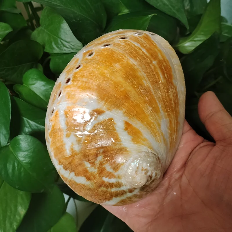 Large Polished Deep Orange Abalone Sea Shells Natural Red Shell Smudge ...