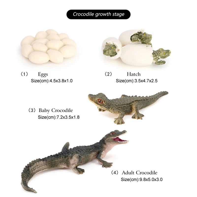 Life Cycle Of A Crocodile