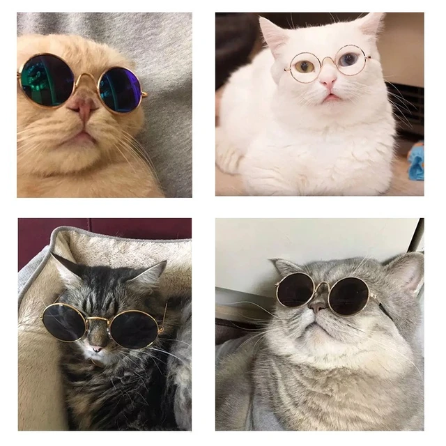 Cute Cat Sunglasses Meme