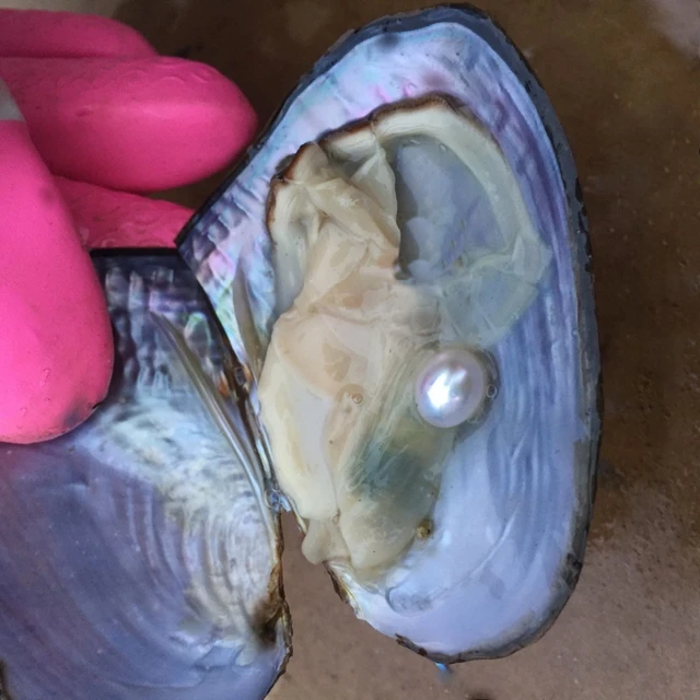 Real Pearl In Shell