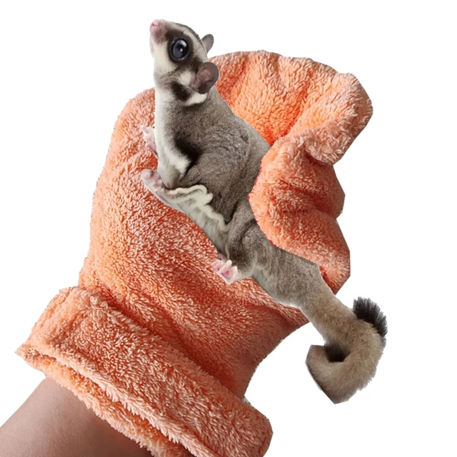 Sugar Gliders Bite