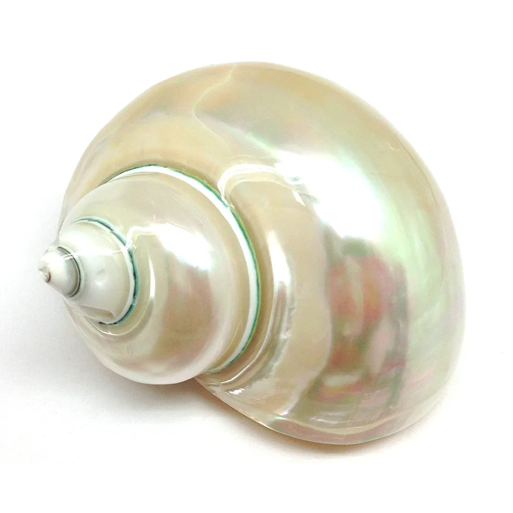 Polished-White-Jade-Turbo-Sea-Shell-Huge-Hermit-Crab-Mother-of-Pearl ...