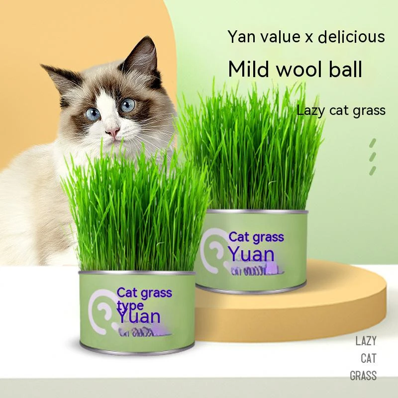 Pet Catnip Digestion Pot | Hydroponic Catnip | Cat Toy Cats | Catnip ...