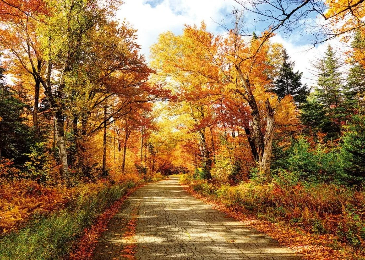 Fall Photography Backdrop Autumn Backdrop Fallen Leaves Real Natural ...