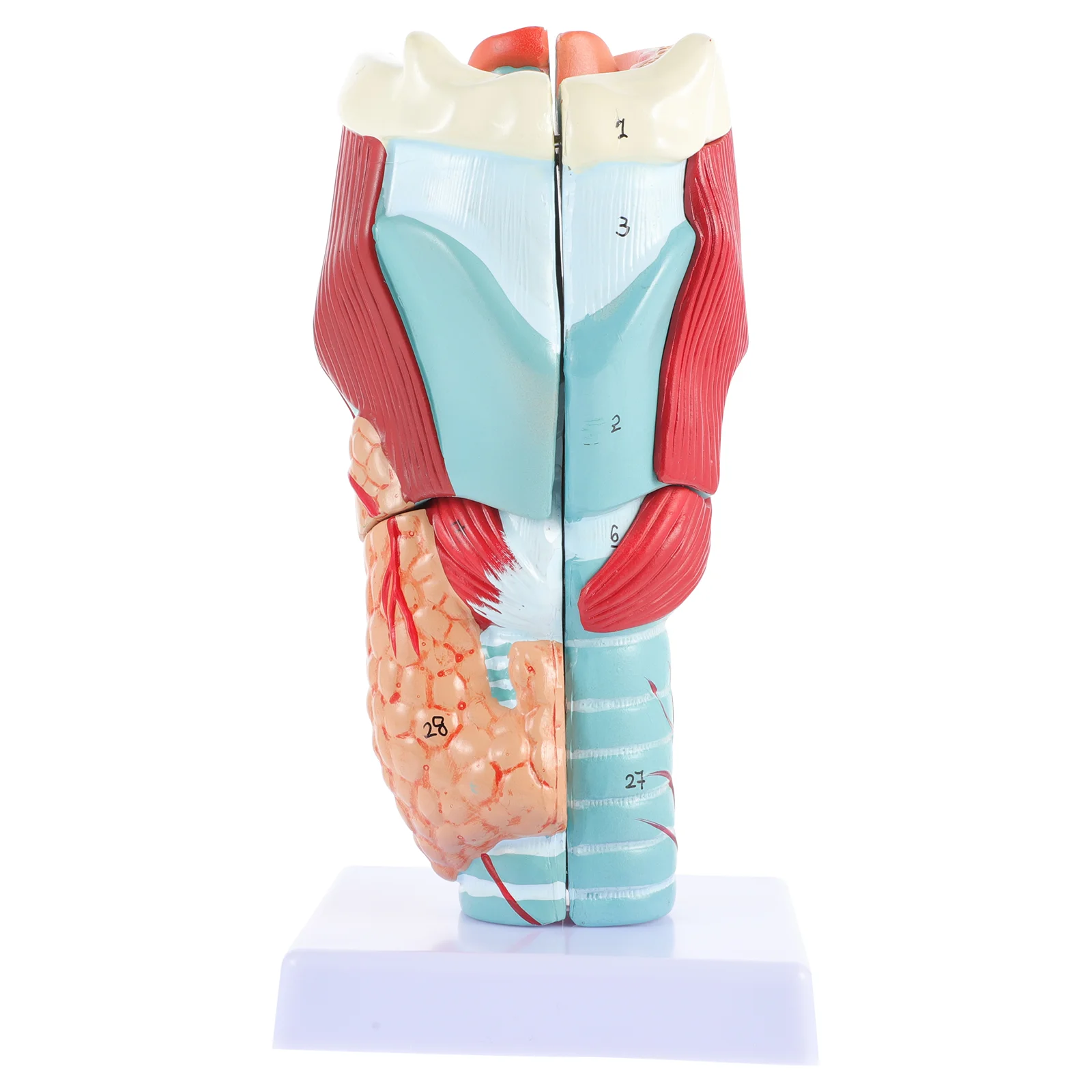 Anatomie Lehr modell Schaufenster puppen Hals struktur Anzeige Anatomie Lehr modell Schaufenster puppen Hals struktur Anzeige