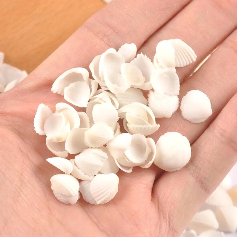 Seashells Natural Landscaping | Decorative Shell Handmade | Shell ...