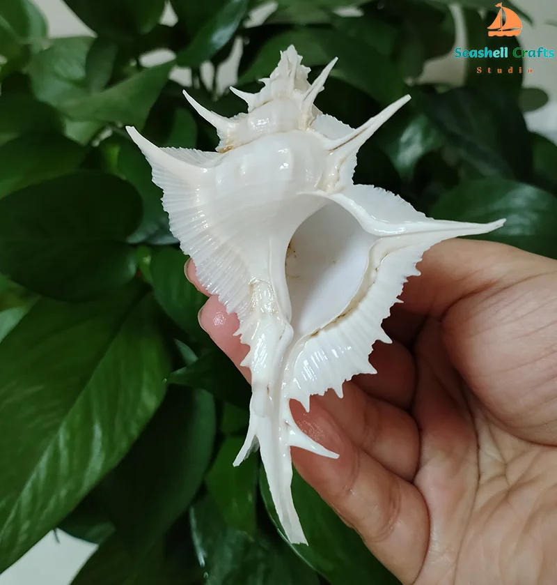 Murex-Coquillage-Alab84-Pt-rynotus-Blanc-Rare-Coquille-AlGagshell ...