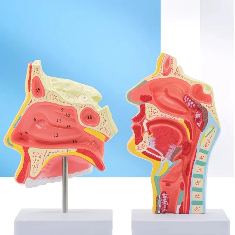 Normal and Pathological Nasal and Pharyngeal Anatomy Models, Nasal and ...